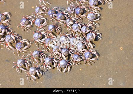 Mictyris brevidactylus (monk crab) gathering in group and eating on the ...