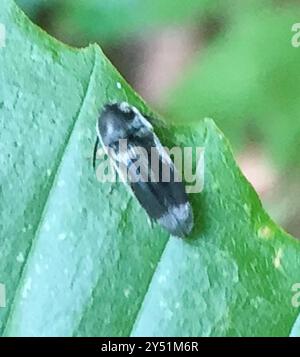 False Click Beetles (Eucnemidae) Insecta Stock Photo - Alamy