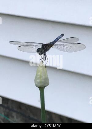 Blue Dasher (Pachydiplax longipennis) Insecta Stock Photo - Alamy