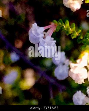 Stunning Heath (Erica formosa) Plantae Stock Photo - Alamy