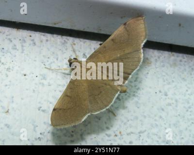 Pearl Moths (Spilomelinae) Insecta Stock Photo - Alamy