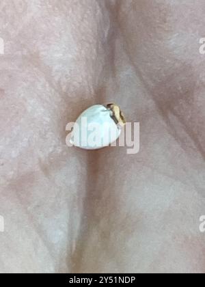 Littlehead Nutrush (Scleria oligantha) Plantae Stock Photo - Alamy