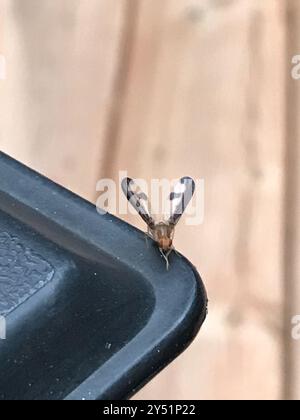 Antlered Flutter Fly (Toxonevra superba) Insecta Stock Photo - Alamy
