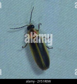 Twilight Bush Baby Firefly (Photinus australis) Insecta Stock Photo - Alamy