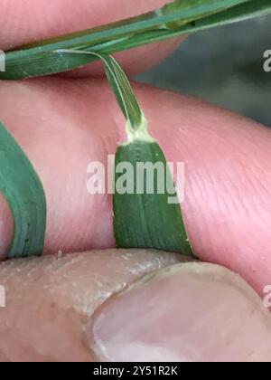 nimblewill (Muhlenbergia schreberi) Plantae Stock Photo - Alamy