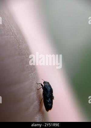 (Trachys minutus) Insecta Stock Photo - Alamy