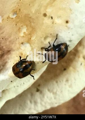 Cucujiform Beetles (Cucujiformia) Insecta Stock Photo - Alamy