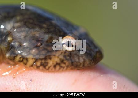 Northern Clingfish (Gobiesox maeandricus) Actinopterygii Stock Photo ...