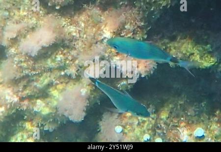 Saddled Seabream (Oblada melanurus) Actinopterygii Stock Photo - Alamy