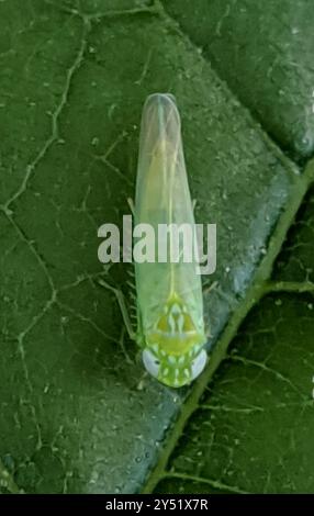Potato Leafhopper (Empoasca fabae) Insecta Stock Photo - Alamy