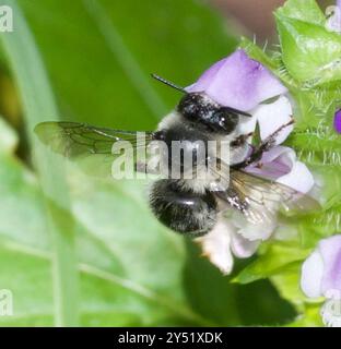 Orange-tipped Wood-digger (Anthophora terminalis) Insecta Stock Photo ...