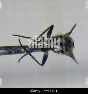 (Anthomyia procellaris) Insecta Stock Photo - Alamy