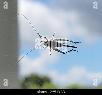 Trigs, Sword-tailed Crickets, and Ground Crickets (Trigonidiidae ...