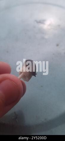 Smooth Land Slugs (Deroceras) Mollusca Stock Photo - Alamy