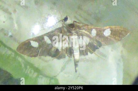 Grape Leaffolder Moth (Desmia funeralis) Insecta Stock Photo - Alamy