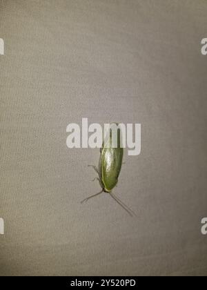 Banana Cockroach (Panchlora nivea), Insecta, Santa Cruz la Laguna ...