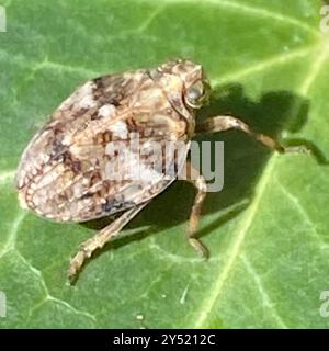 scarce issid bug (Issus muscaeformis), Insecta, Kosanin dol, Pancharevo ...