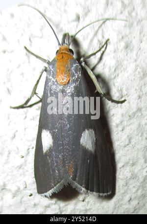 (Episindris albimaculalis) Insecta Stock Photo - Alamy