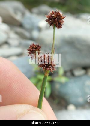 dagger rush (Juncus ensifolius) Plantae Stock Photo - Alamy