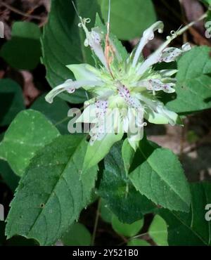 white bergamot (Monarda clinopodia) Plantae Stock Photo - Alamy
