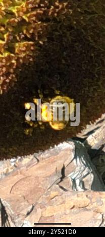 Longhorn Bees (Eucerini) Insecta Stock Photo - Alamy