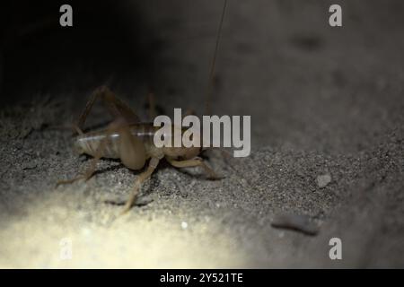 Camel Crickets, Cave Crickets, and Cave Wēta (Rhaphidophoridae) Insecta ...