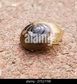 Typical Glass Snails (Oxychilus) Mollusca Stock Photo - Alamy