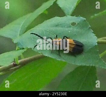 Reticulated Net-winged Beetle (Calopteron reticulatum) Insecta Stock ...