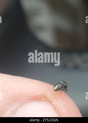 Leaf-beetle Jumping Spiders (Sassacus) Arachnida Stock Photo - Alamy