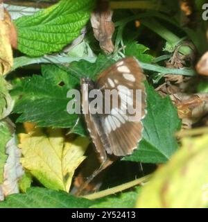 Hungarian Glider (Neptis rivularis), Insecta, Kosanin dol, Pancharevo ...