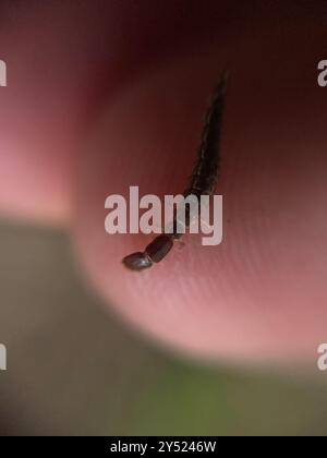 Raphidiid Snakeflies (Raphidiidae) Insecta Stock Photo - Alamy