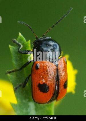 black-and-red pot beetle (Cryptocephalus bipunctatus) Insecta Stock ...
