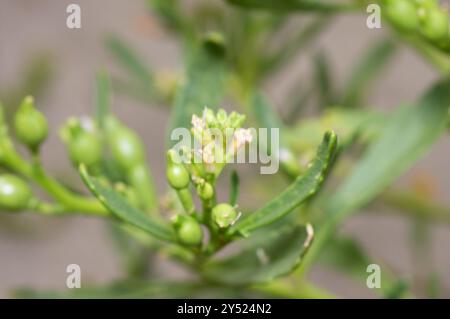 American searocket (Cakile edentula) Plantae Stock Photo - Alamy