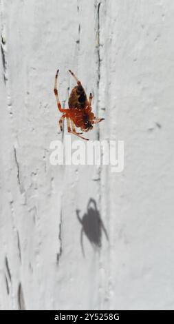Marbled Orbweaver (Araneus marmoreus) Arachnida Stock Photo - Alamy