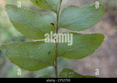 Drège's Flowering Fern (Anemia dregeana) Plantae Stock Photo - Alamy