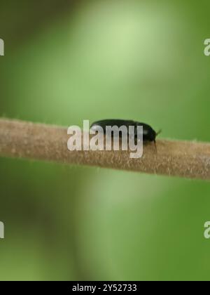 False Click Beetles (Eucnemidae) Insecta Stock Photo - Alamy