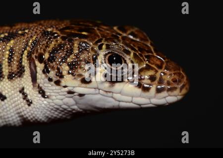 Spotted Sandveld Lizard (Nucras intertexta) Reptilia Stock Photo - Alamy