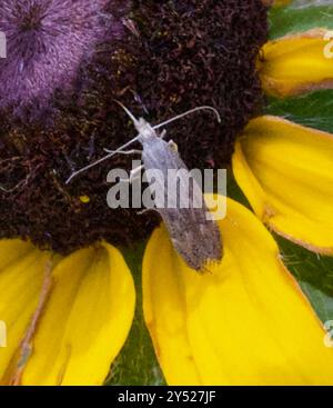 Bee Moth (Aphomia sociella), Insecta, Penrhyn Crescent, London, England ...