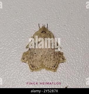 Flat-bodied moths (Depressariidae) Insecta Stock Photo - Alamy