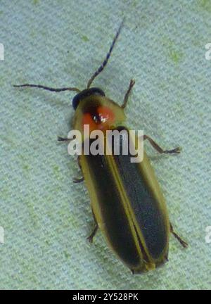 Twilight Bush Baby Firefly (Photinus australis) Insecta Stock Photo - Alamy