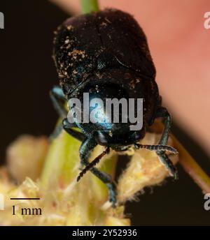 Red-shouldered Leaf Beetle (Saxinis saucia) Insecta Stock Photo - Alamy
