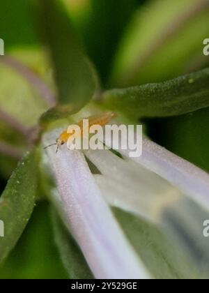 Common Thrips (Thripidae) Insecta Stock Photo - Alamy