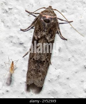 Blastobasid Moths (Blastobasidae) Insecta Stock Photo - Alamy