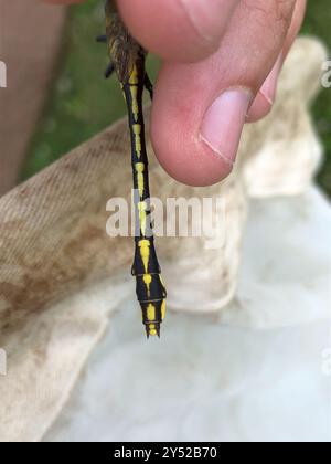 Plains Clubtail (Gomphurus externus) Insecta Stock Photo - Alamy