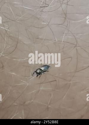 Leaf-beetle Jumping Spiders (Sassacus) Arachnida Stock Photo - Alamy
