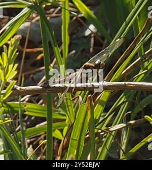 Spangled Skimmer (Libellula cyanea) Insecta Stock Photo - Alamy