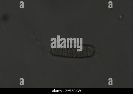 (Lopadium disciforme) Fungi Stock Photo - Alamy