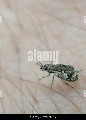 Peach Root Weevil (Pseudoedophrys hilleri) Insecta Stock Photo - Alamy