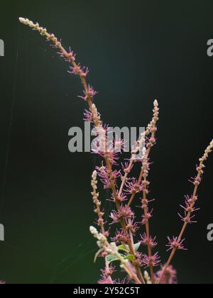 (Boehmeria zollingeriana podocarpa) Plantae Stock Photo - Alamy