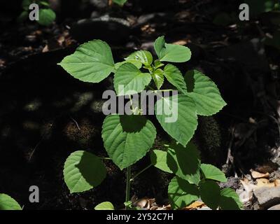 Indian Acalypha (Acalypha indica) Plantae Stock Photo - Alamy
